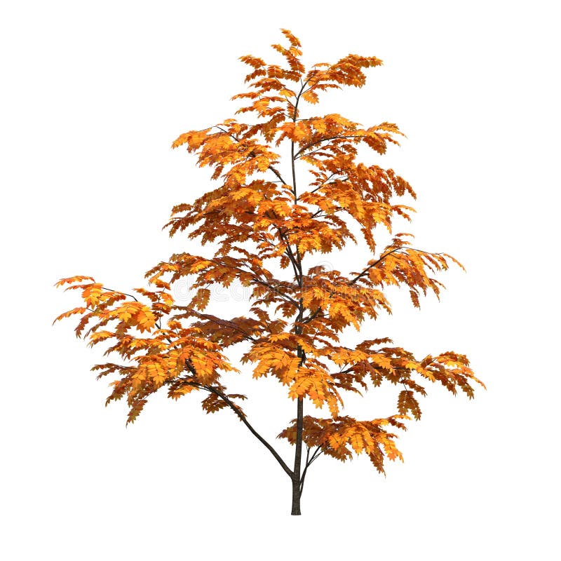 Autumn Tree Isolated on White Background Stock Illustration ...