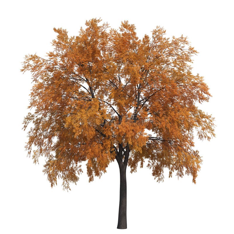 Autumn Tree Isolated on White Background Stock Illustration ...