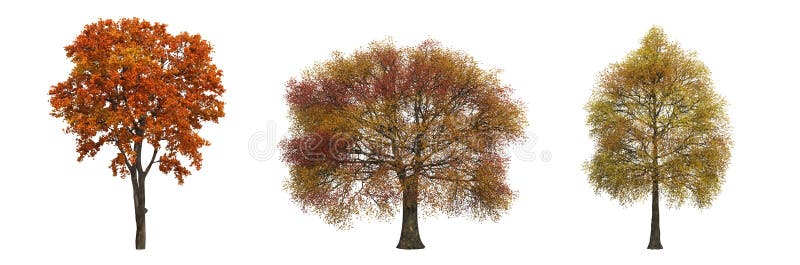 Autumn Tree Isolated on White Background Stock Illustration ...