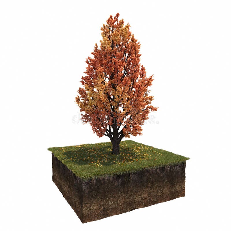 Autumn Tree Isolated on White Background Stock Illustration ...