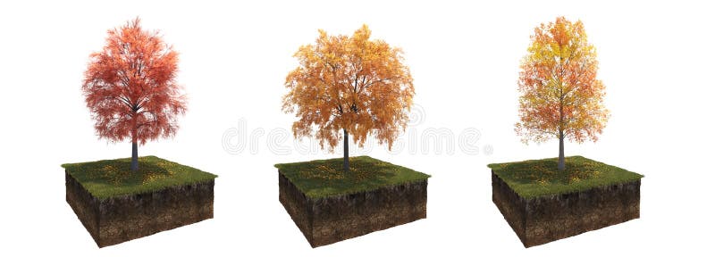 Autumn Tree Isolated on White Background Stock Illustration ...
