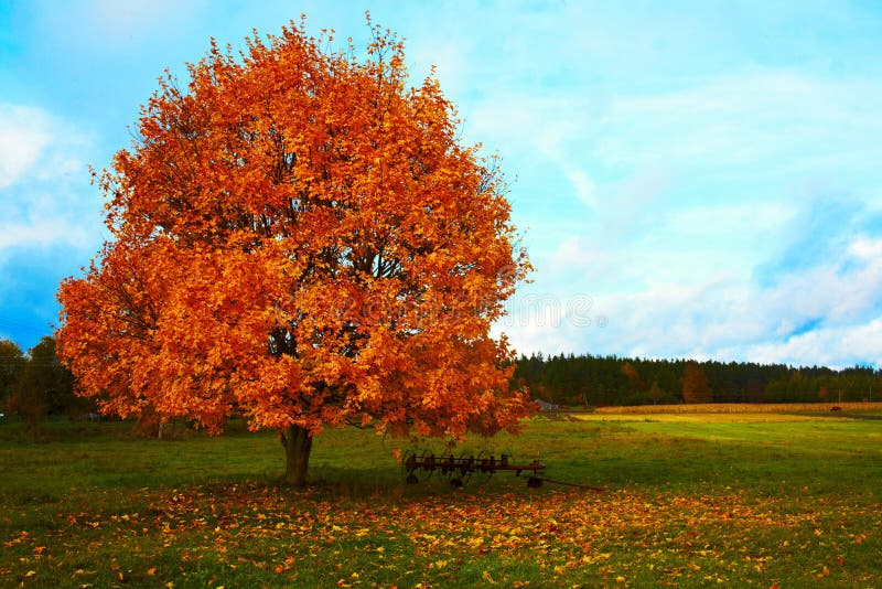 Autumn tree landscape stock photo. Image of flora, bench - 125334014