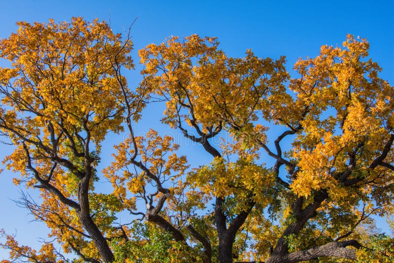 Autumn Tree. Large Crown of Centuries-old Oak Quercus Tree Stock Photo ...