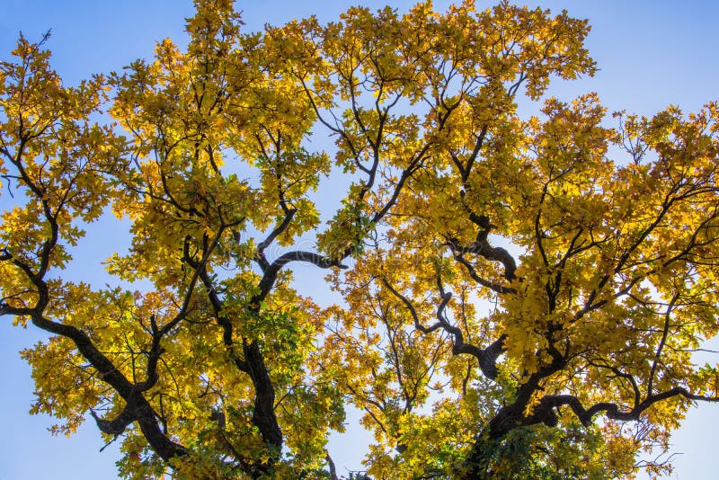 Autumn Tree. Large Crown of Centuries-old Oak Quercus Tree Stock Photo ...