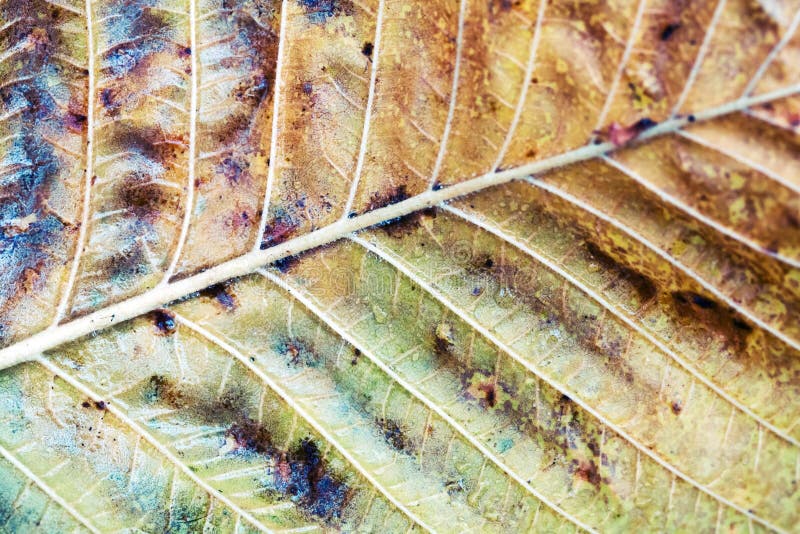 Autumn Tree Leaf, Macro Photo with Selective Focus Stock Image - Image ...