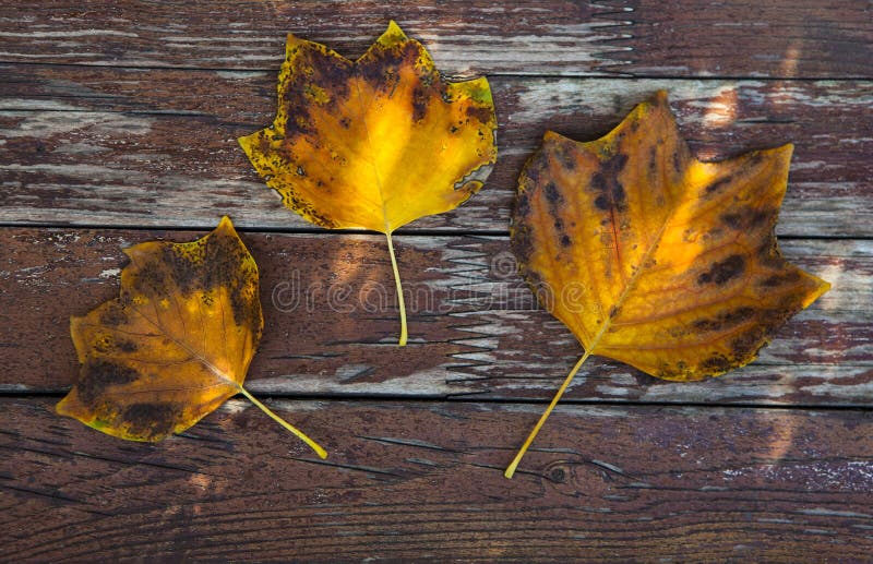 Autumn Tree Leafs Wooden Table Stock Photo - Image of beautiful, board ...