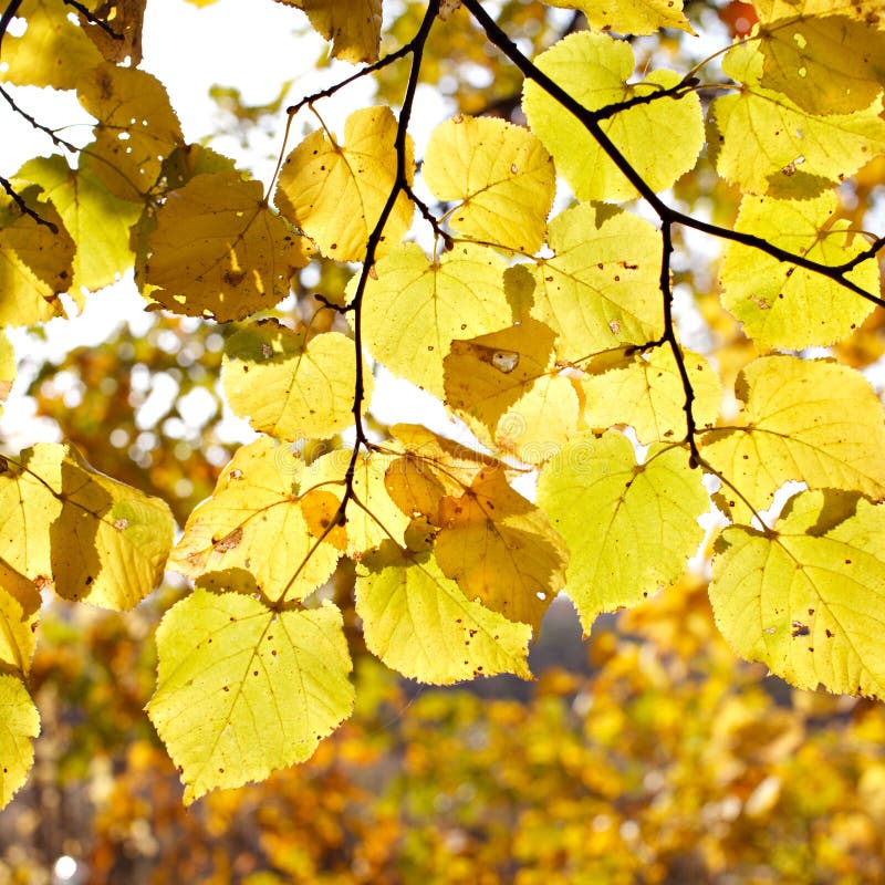 Autumn tree leaves stock photo. Image of nature, color - 21538796