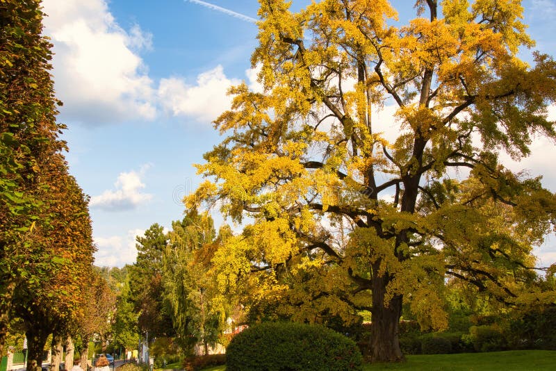 Autumn tree with leaves stock image. Image of leaf, color - 261027997