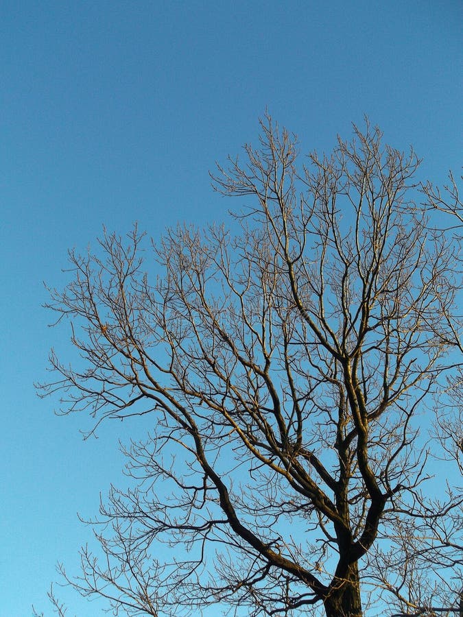 Autumn Tree without Leaves on Blue Sky Background. Stock Image - Image ...