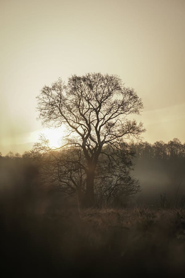 Autumn Tree without Leaves in the Center of the Frame at Dawn ...