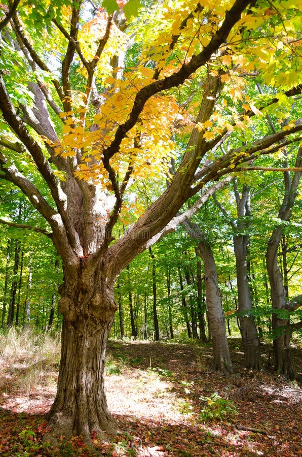 Autumn Tree Leaves Changing Color Stock Photo - Image of pond, changing ...