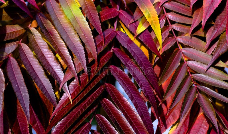 Autumn Tree Leaves. Color Variation. Stock Image - Image of people ...