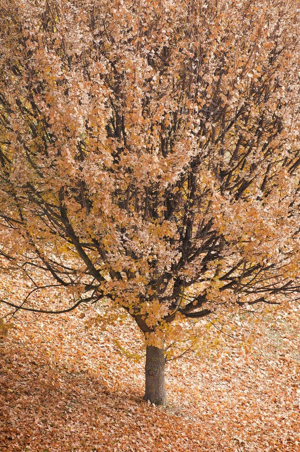 Autumn Tree with Leaves Everywhere Stock Photo - Image of covering ...