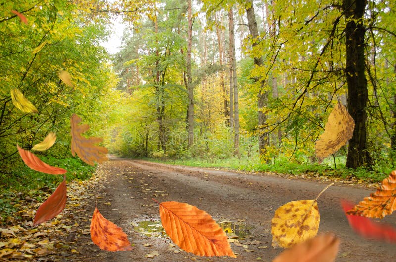 Autumn Tree Leaves Falling on Nature Background Stock Image - Image of ...