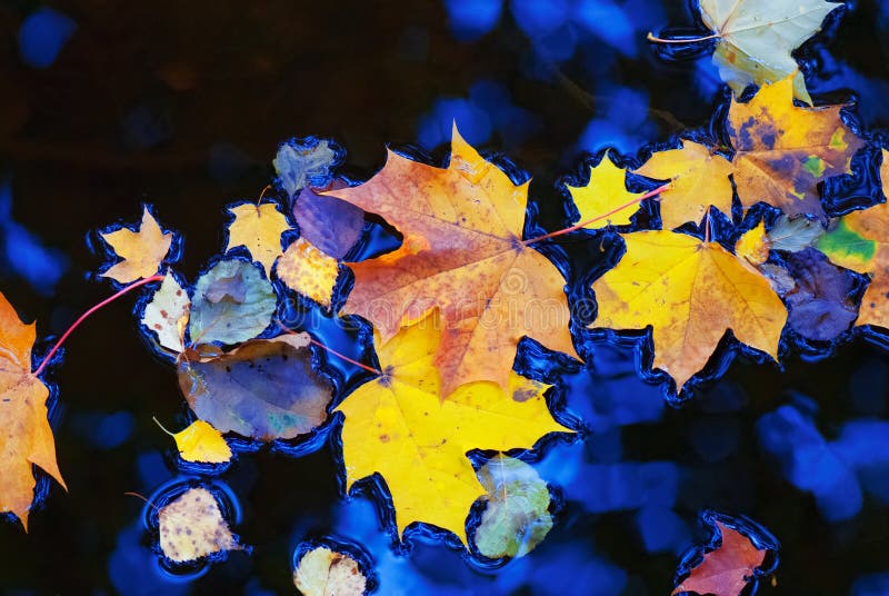 Autumn Tree Leaves Floating on Water Stock Image - Image of natural ...