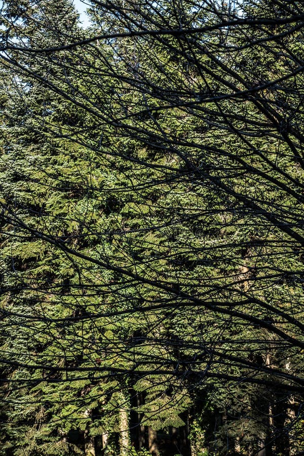 Autumn Tree Dry Leaf Texture and Background Texture Stock Photo - Image ...