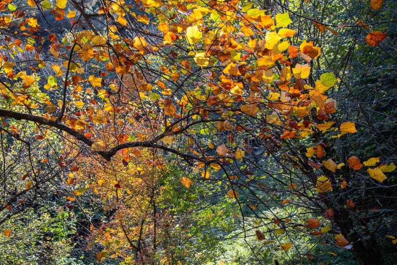 Autumn Tree Dry Leaf Texture and Background Texture Stock Photo - Image ...