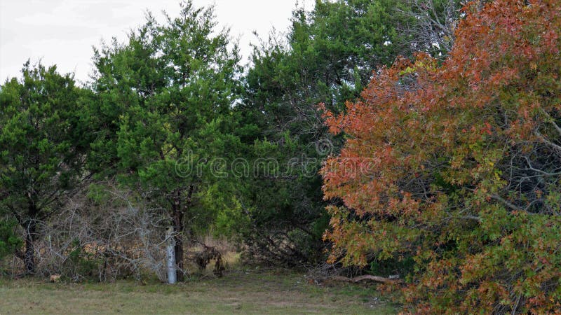 Autumn Tree Line stock image. Image of fresh, foliage - 105612463