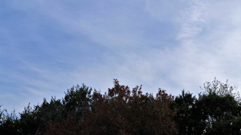 Autumn Tree Line stock image. Image of line, branches - 105632921
