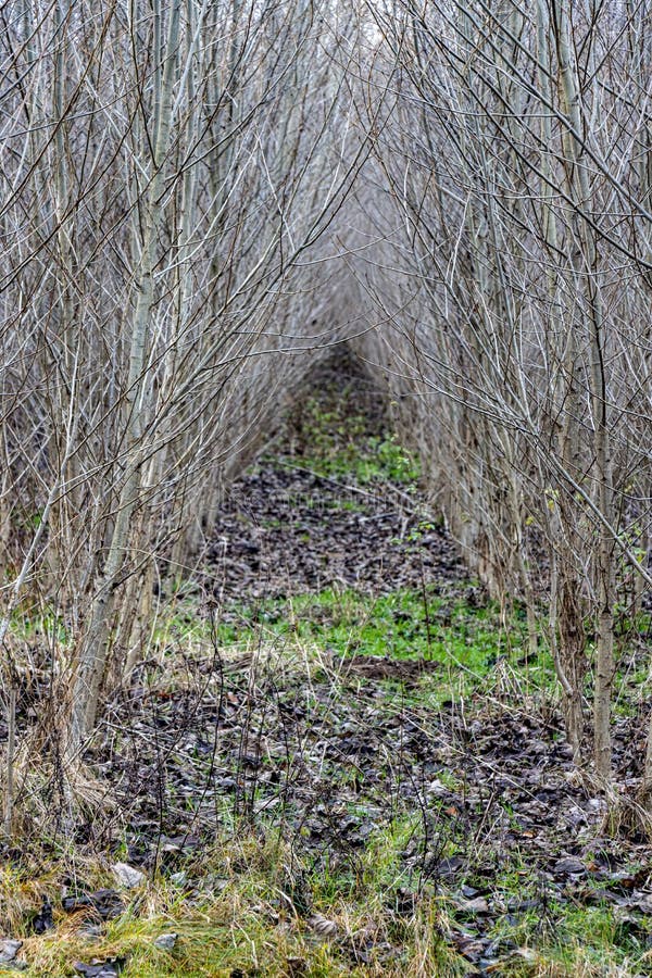 Autumn Tree Line without Leaves Stock Photo - Image of people, scene ...