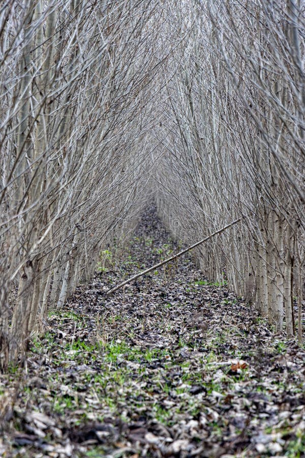 Autumn Tree Line without Leaves Stock Image - Image of green, footway ...