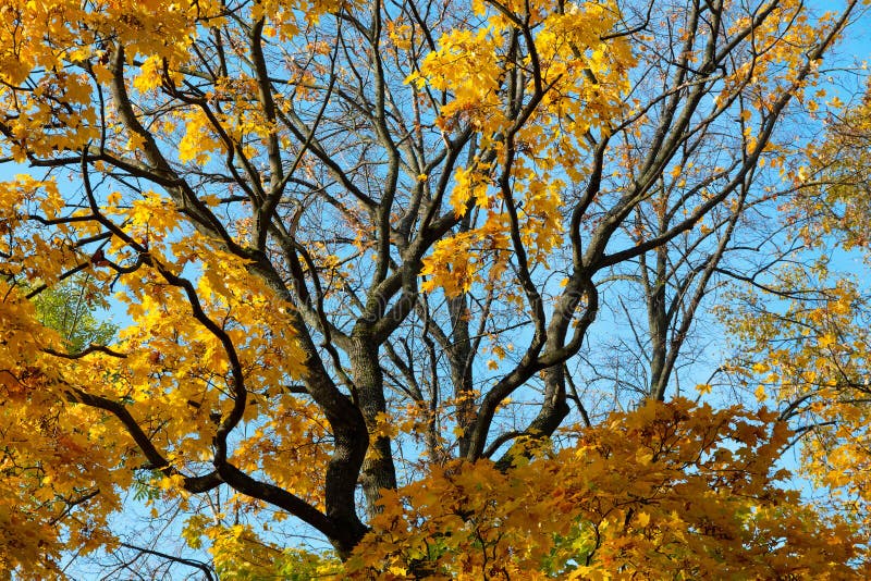 Autumn Tree with Long Branches and Falling Yellow Leaves Stock Photo ...