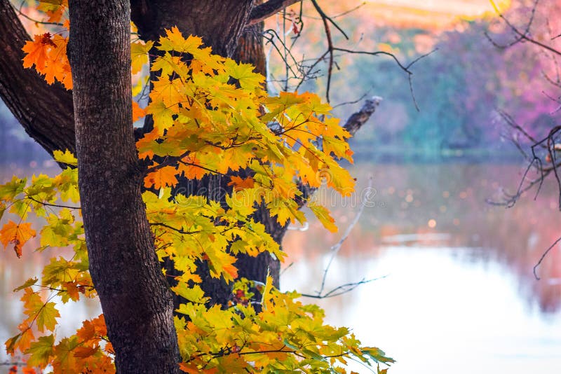 Autumn Tree Maple Near the River during the Sunset_ Stock Photo - Image ...