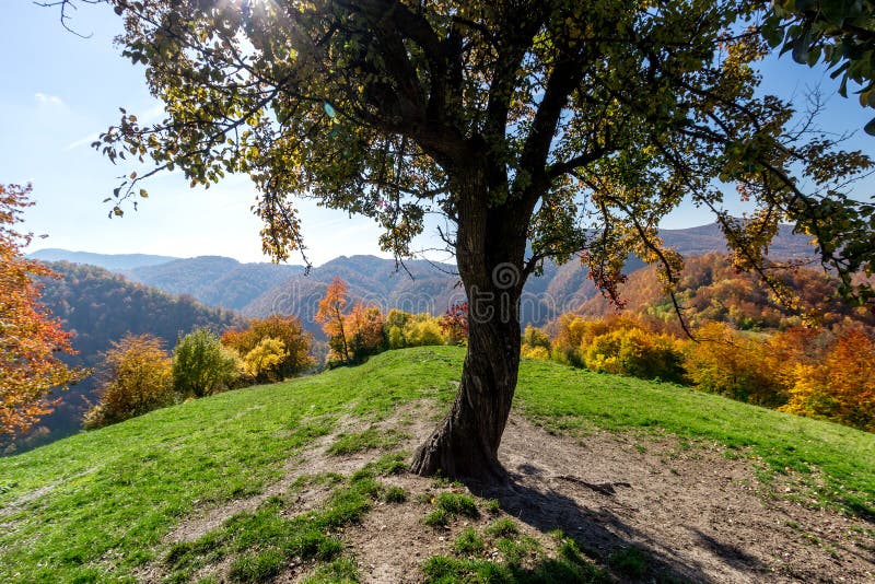 Autumn tree stock image. Image of rural, field, outdoor - 39466627