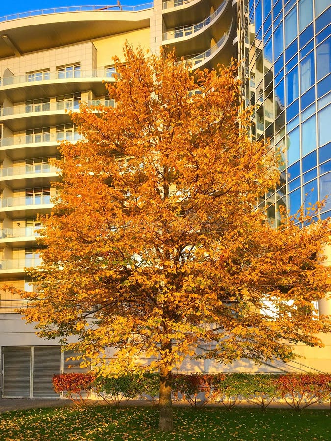 Autumn Tree Modern Building Background Stock Photo - Image of ...