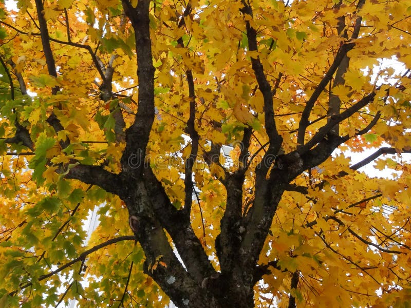 Autumn tree in nature stock photo. Image of light, bright - 162743278
