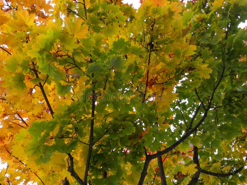 Autumn tree in nature stock image. Image of outdoor - 162743323