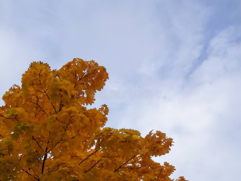 Autumn tree in nature stock photo. Image of beautiful - 162743392