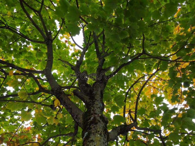 Autumn tree in nature stock photo. Image of november - 162743452