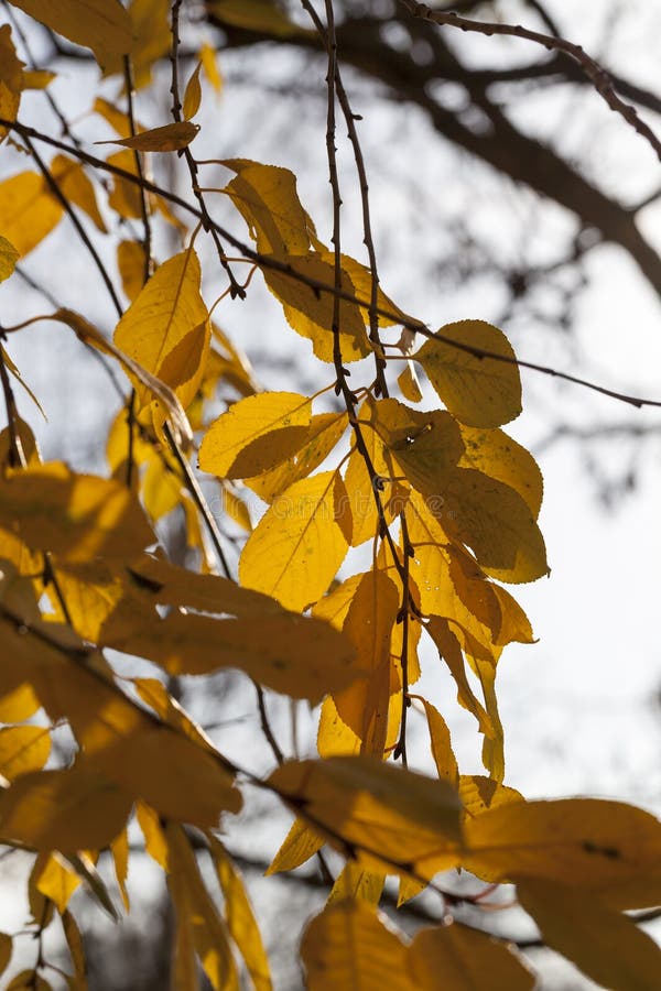 Autumn tree stock image. Image of color, fade, fall - 144233671