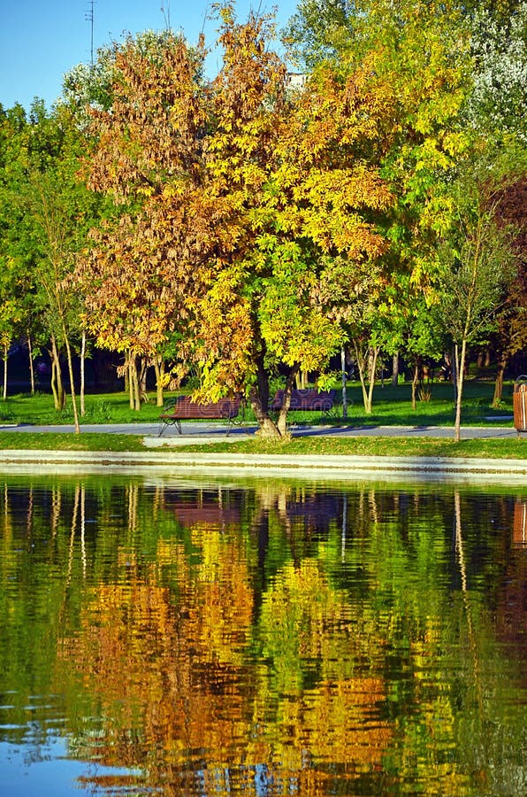 Autumn tree near the lake stock photo. Image of forest - 27446996