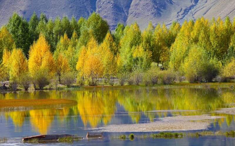 Autumn tree near the lake stock image. Image of nature - 30611451