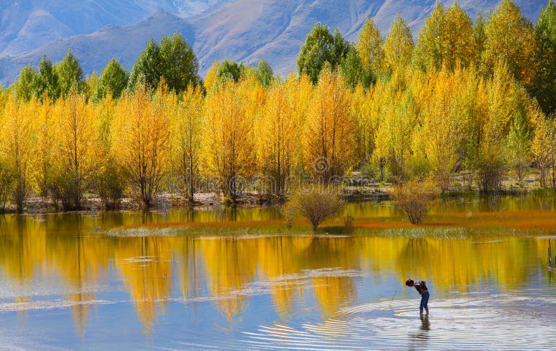 Autumn tree near the lake stock photo. Image of colorful - 30611502