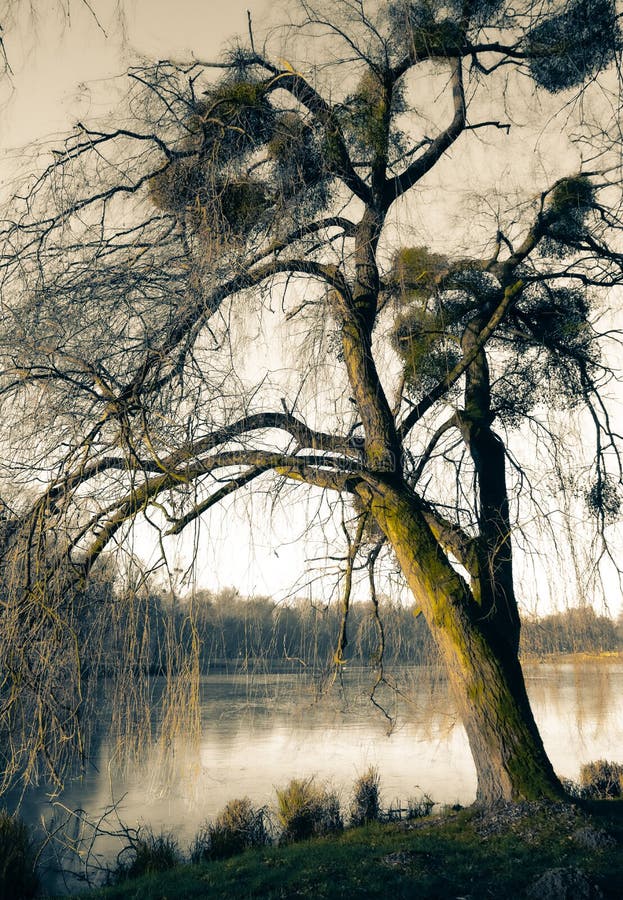 Autumn Tree Next To Lake - Mistletoe Stock Photo - Image of sunlight ...