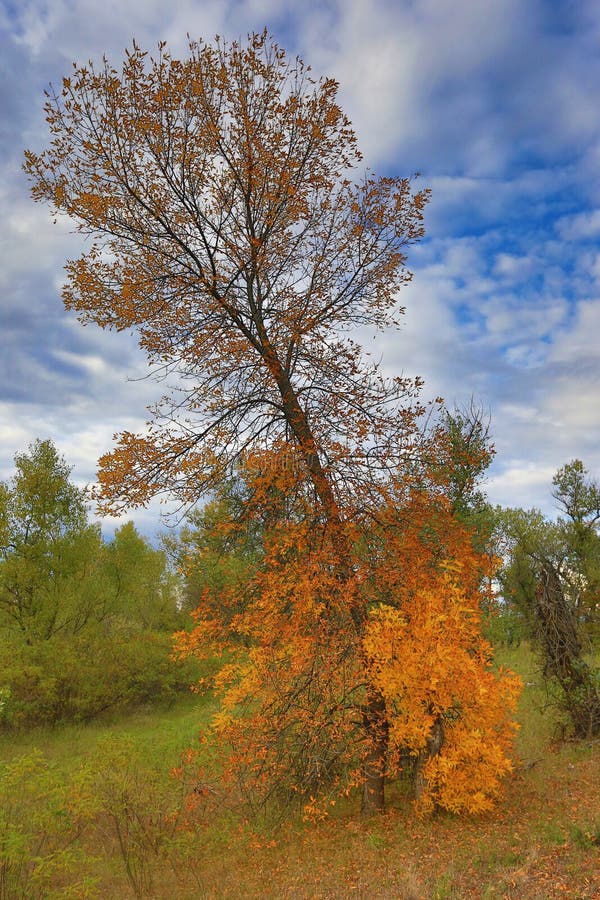 Autumn tree stock image. Image of leaves, field, outdoors - 34186703