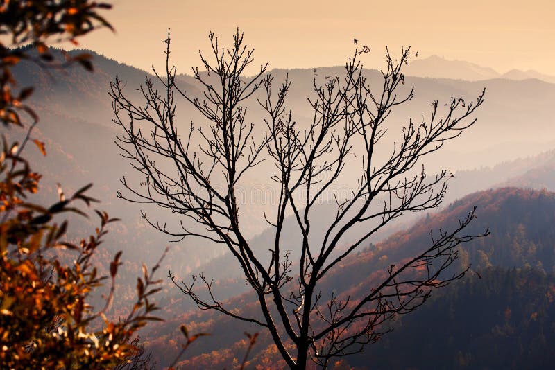Autumn tree stock photo. Image of autumn, hills, dramatic - 30230148