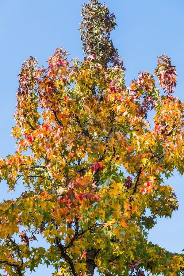 Autumn tree in November stock image. Image of leaf, fall - 67139391
