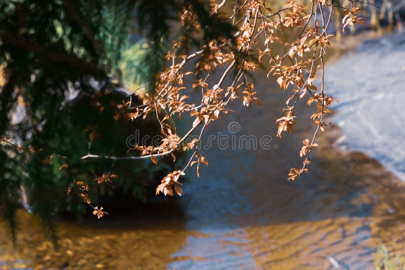 Autumn tree over river stock image. Image of nature - 116412885