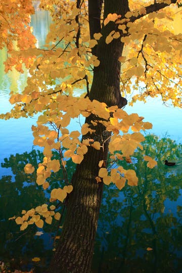Autumn tree over the water stock photo. Image of autumnal - 3704316