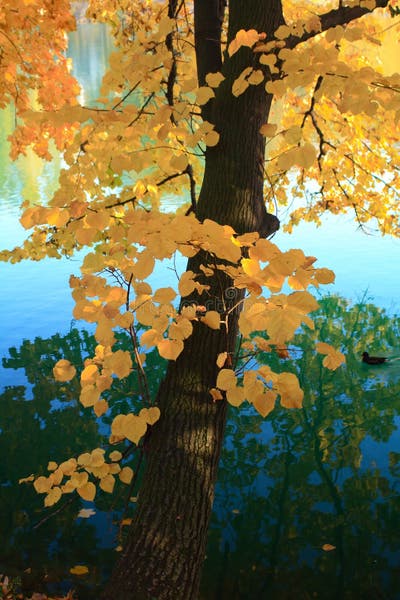 Autumn tree over the water stock photo. Image of autumnal - 3704316