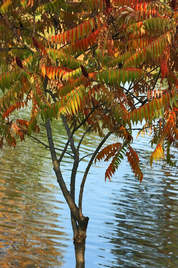 Autumn tree over the water stock photo. Image of decorate - 45612050