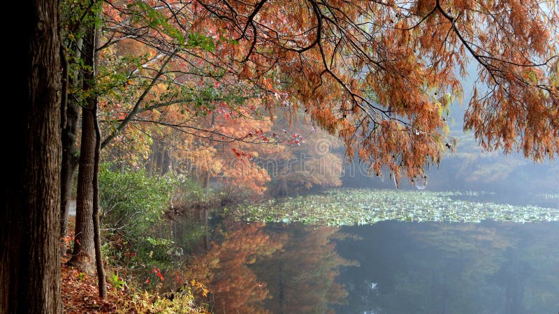 Lake and tree in fall stock photo. Image of beautiful - 205480732