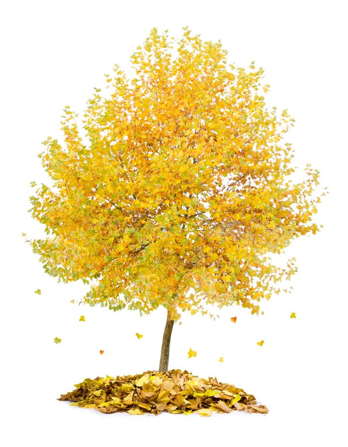 Autumn tree stock photo. Image of life, leafy, maple - 59732442