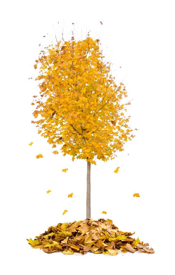 Autumn tree stock image. Image of deciduous, bright, natural - 60070093