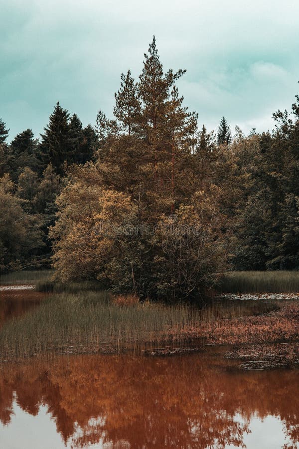 Autumn Tree in a Pond in a Forest Stock Image - Image of beautiful ...