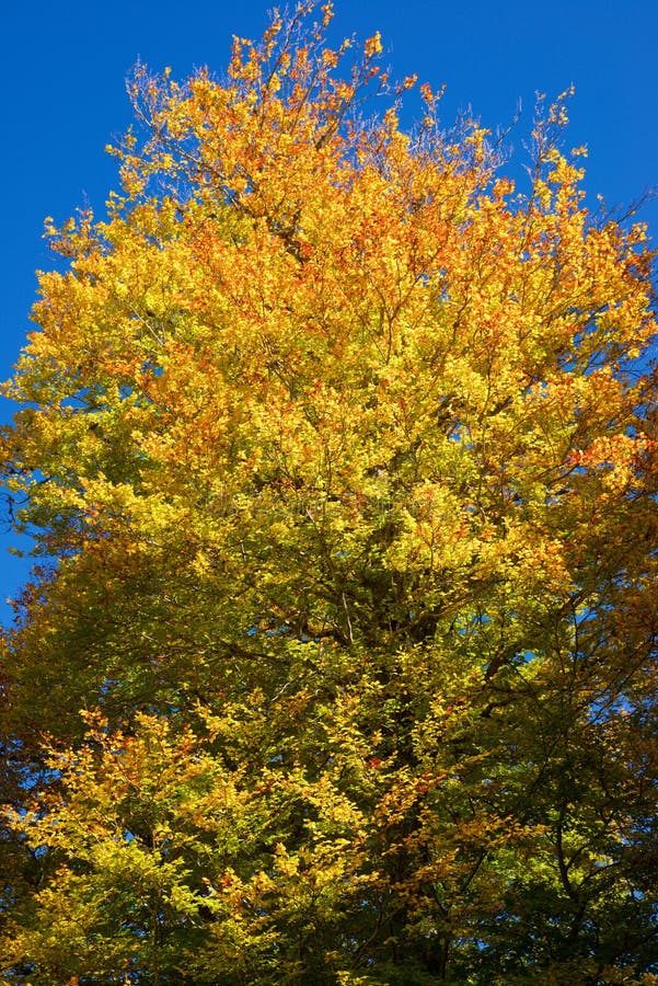 Autumn Tree in the Pyrenees Stock Photo - Image of ecosystem, orange ...